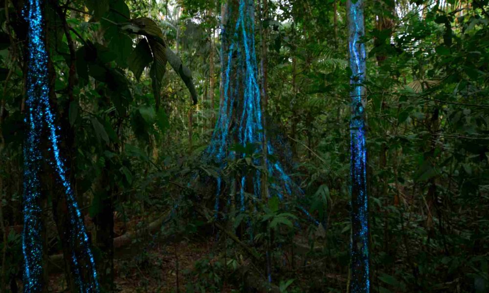 Our Living World (DocuSeries) Come To Netflix April 17th With Cate ...