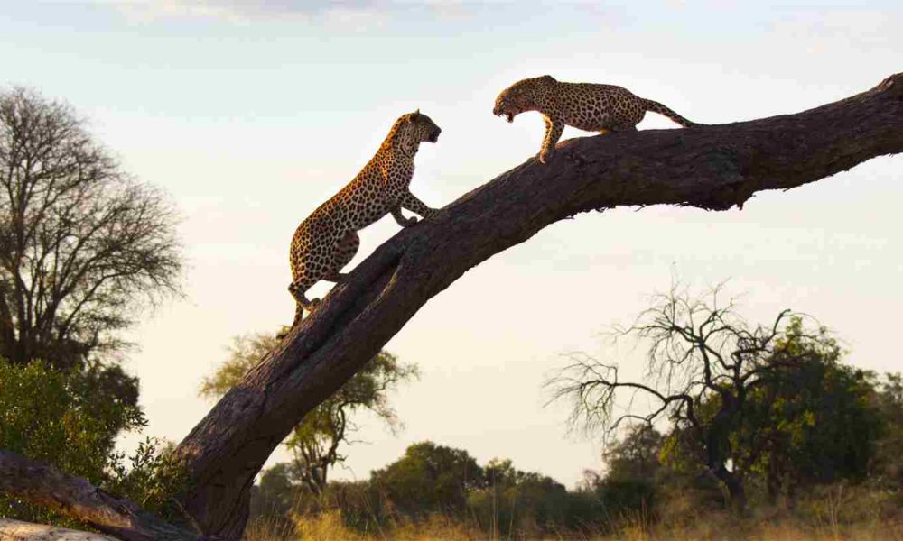 Living With Leopards Coming To Netflix On May 10th – BSCkids