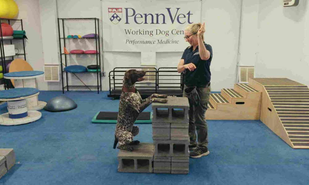 Inside The Mind Of A Dog Streaming On Netflix – BSCkids