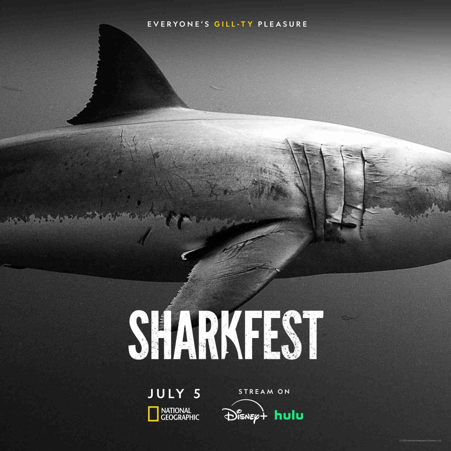 SUPER SHARK HIGHWAY On National Geographic – BSCkids