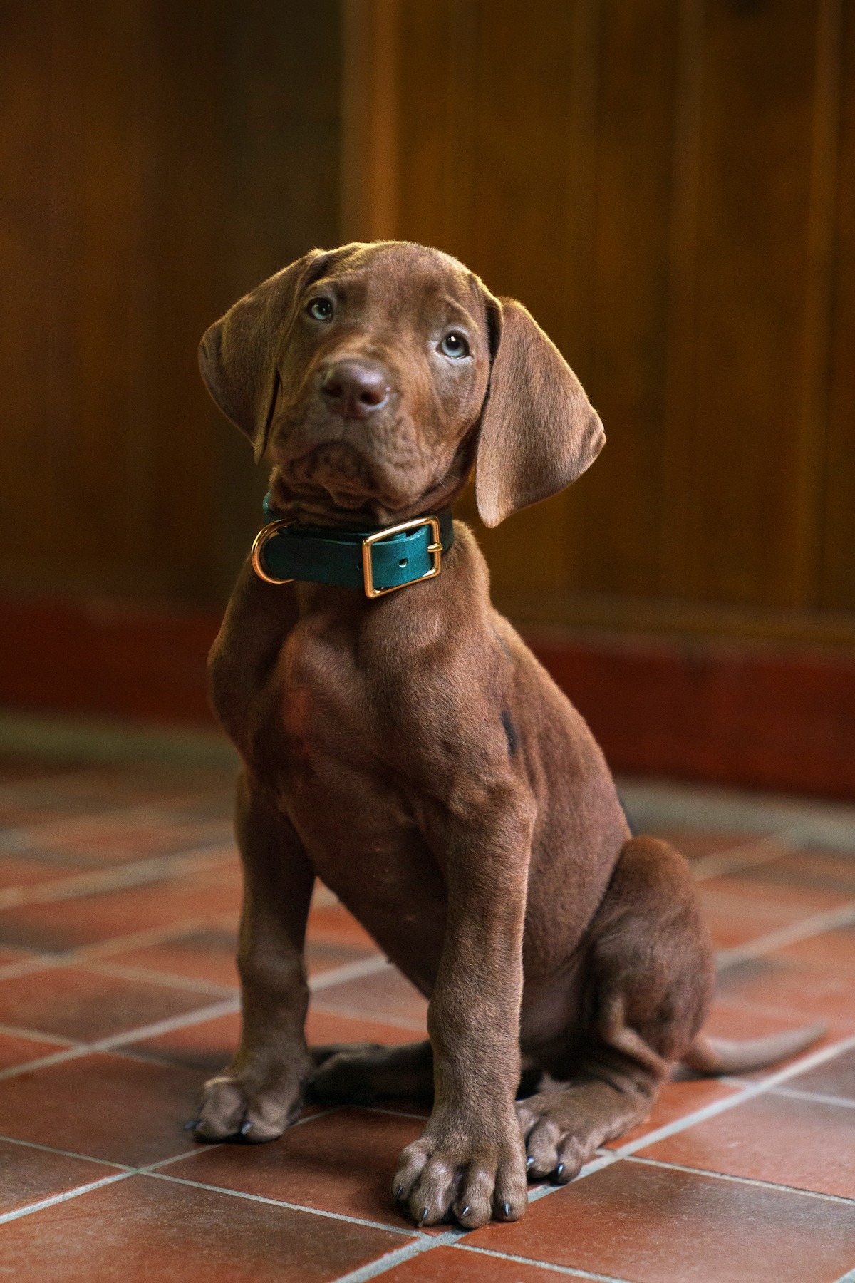 Scooby-Doo Becomes A Real Dog For The First Time In New Origins Teaser ...